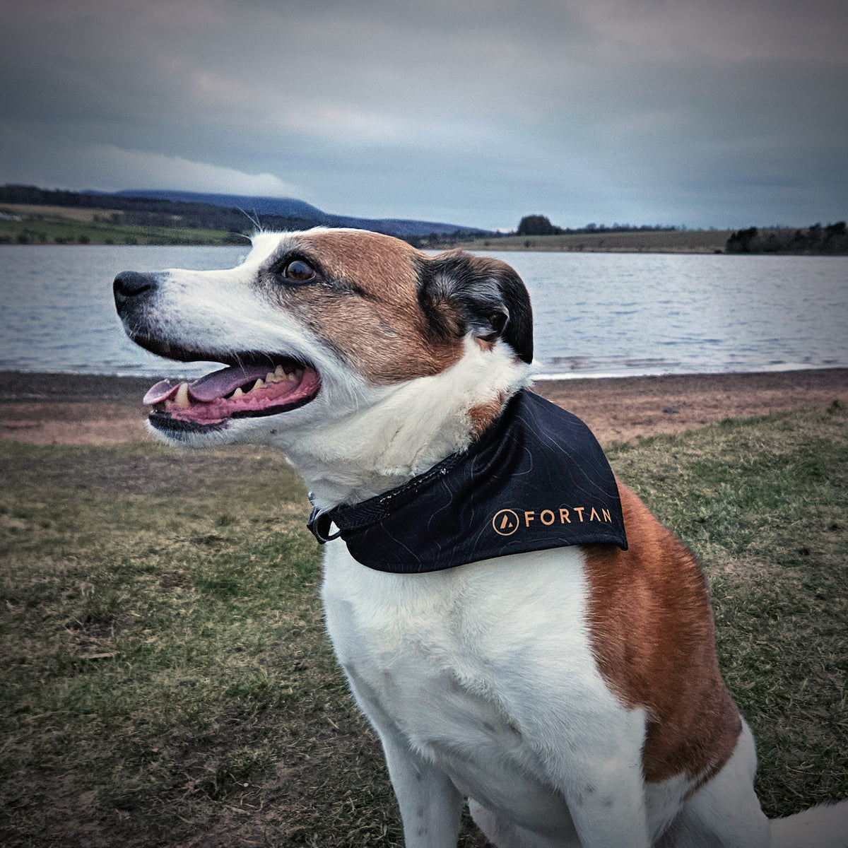 Fortan Dog Bandana / Scarf / Neckerchief – Fortan Activewear